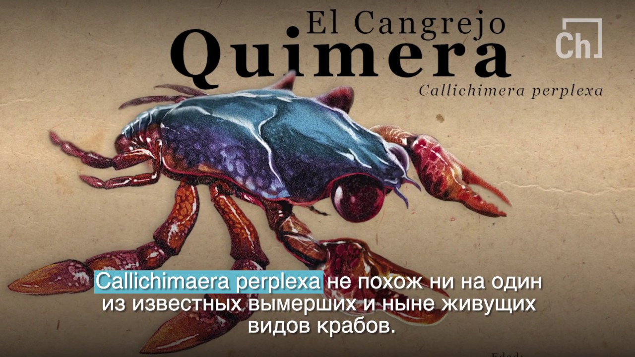 Загадочный краб из мелового периода - YouTube