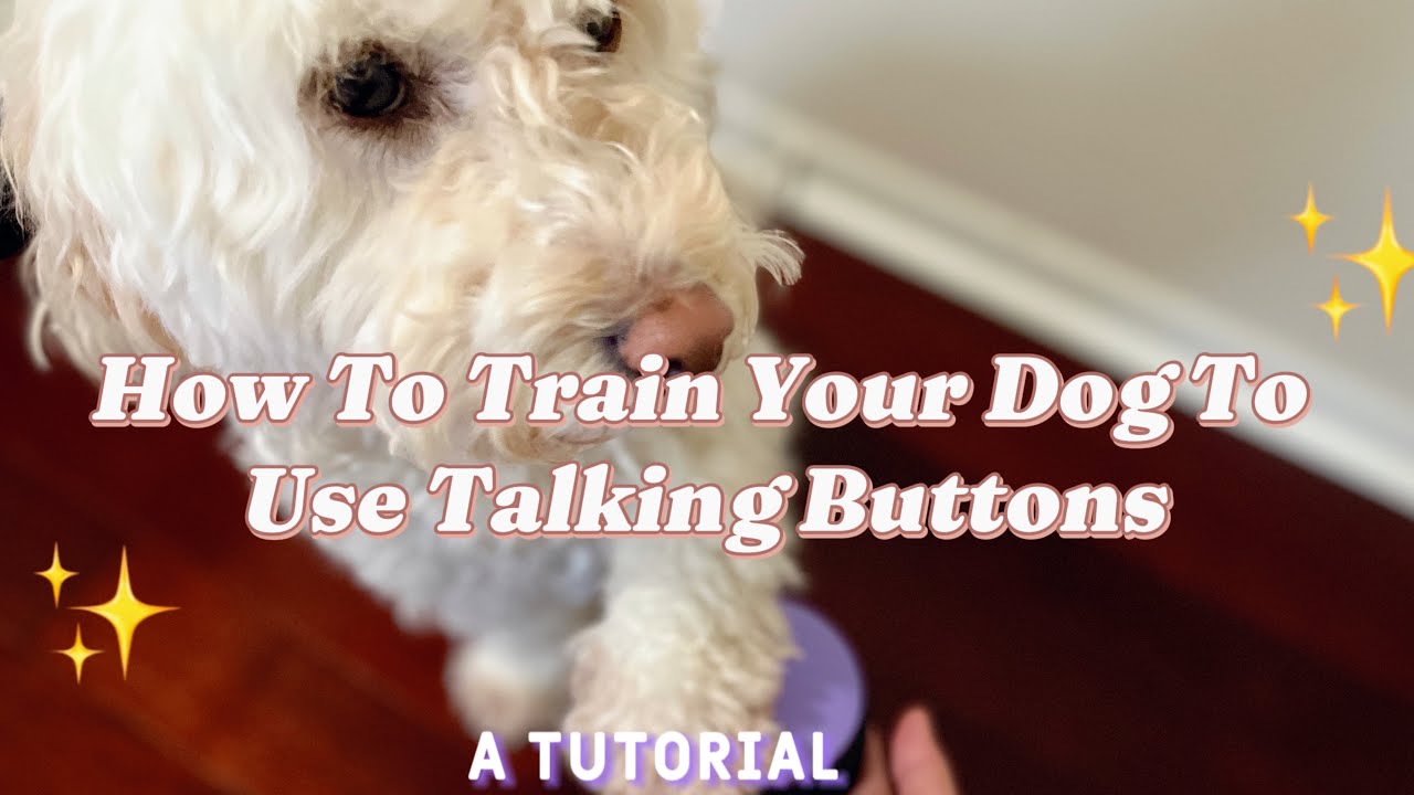 How to Train Your Dog to Use Talking Buttons - YouTube