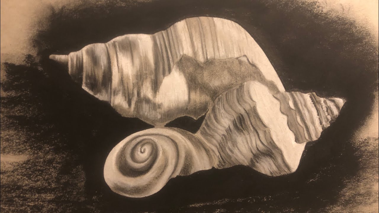 Charcoal drawing of seashells, time lapse charcoal drawing, drawing ...