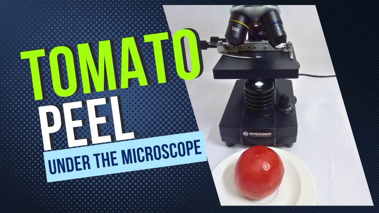 Tomato Peel Under the Microscope: A Fascinating Close-Up - YouTube