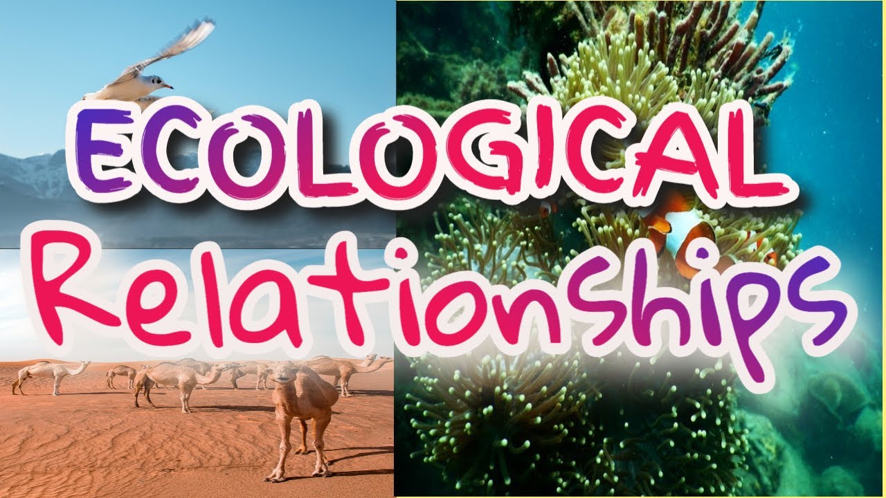 Ecological Relationships - Middle School Science - YouTube