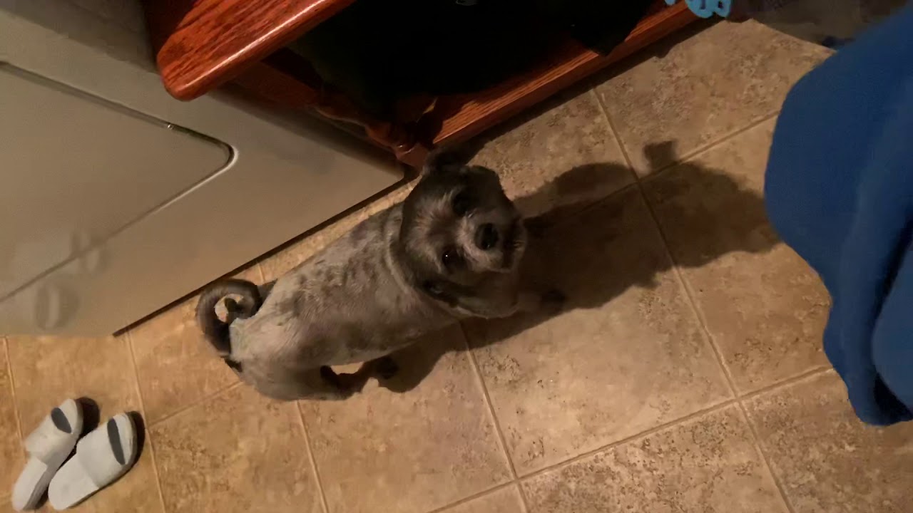 Doggo go BORK - YouTube