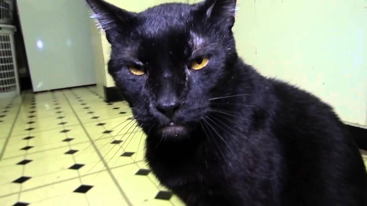 Talking Kitty Cat 44 BAD! BAD! BAD! - YouTube