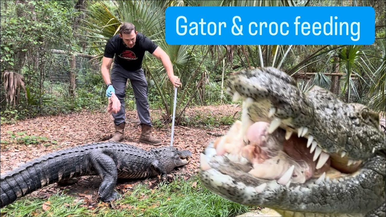 Gator & Croc feeding, sanctuary vlog! - YouTube