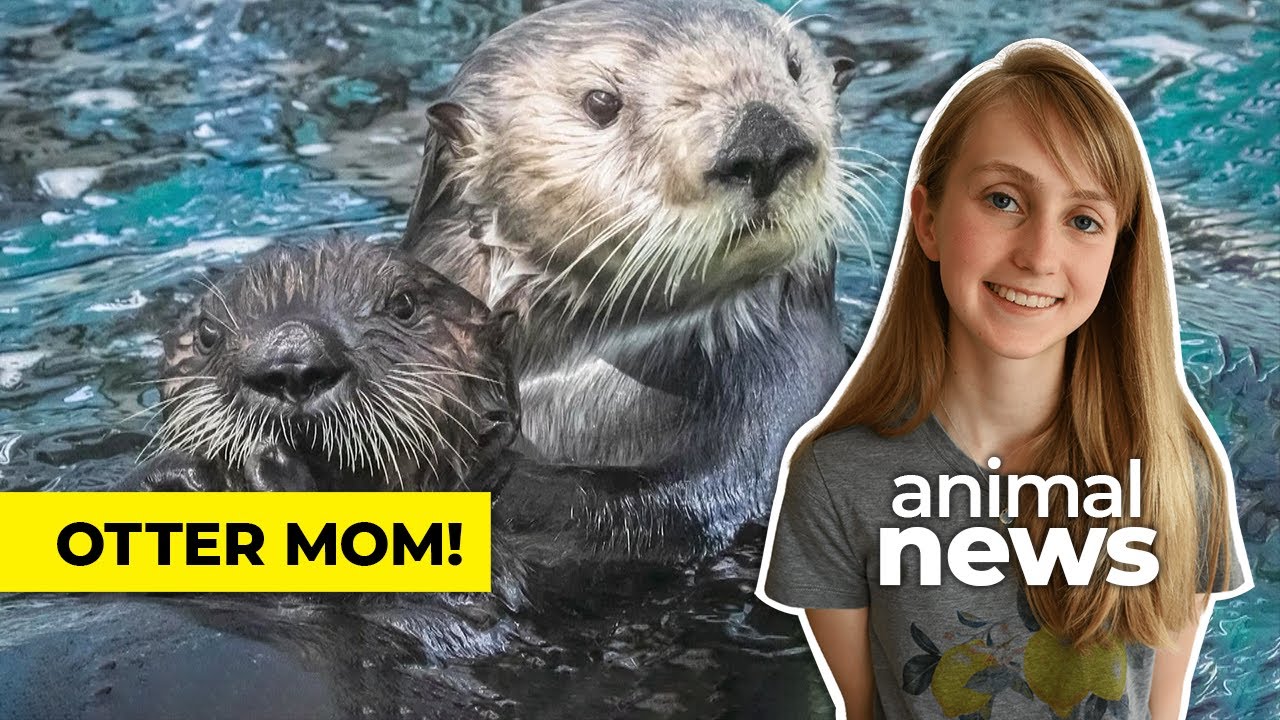 How a lost otter pup got an adoptive mom | CBC Kids News - YouTube