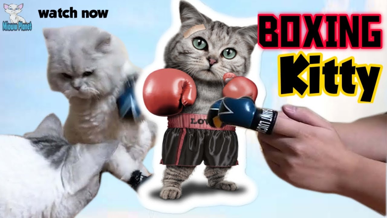 Boxing Kitty - Funny Videos Cat - YouTube