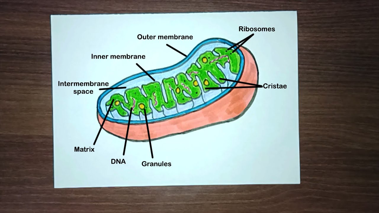 How to draw a Mitochondria easily l Biology Drawing | Science project ...