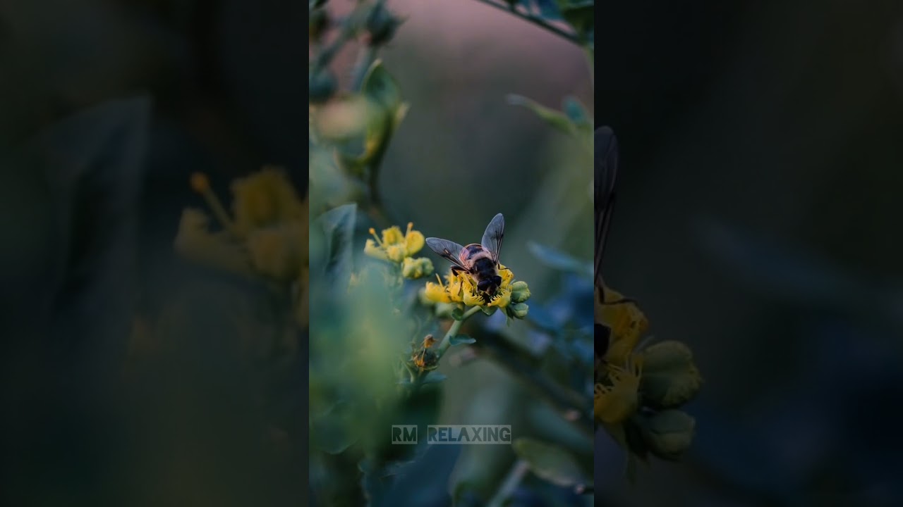 beauty of honey bee | for relaxing, nature, calm, sleep, mindfulness ...