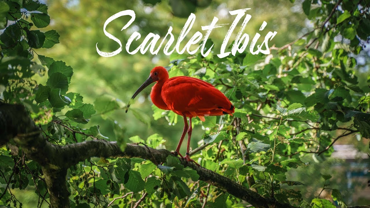 Scarlet | Rode Ibis spotted in The Netherlands | Cinematic Video | 4K ...