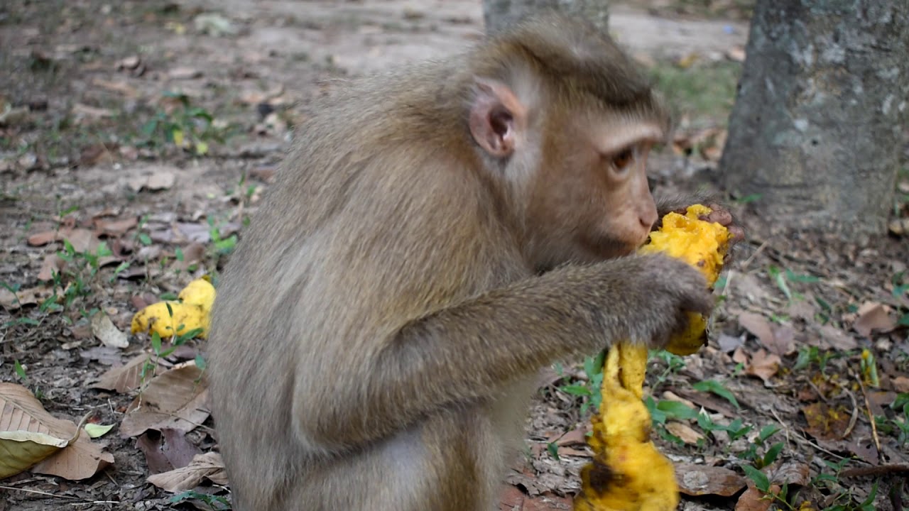 Lovely Monkey, Cuteness Monkey /ak monkey zone/ - YouTube