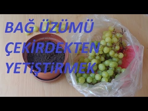 Bağ Üzümü çekirdekten nasıl yetiştirilir ?