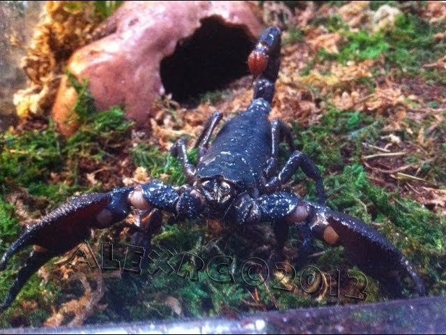 Emperor Scorpion Care