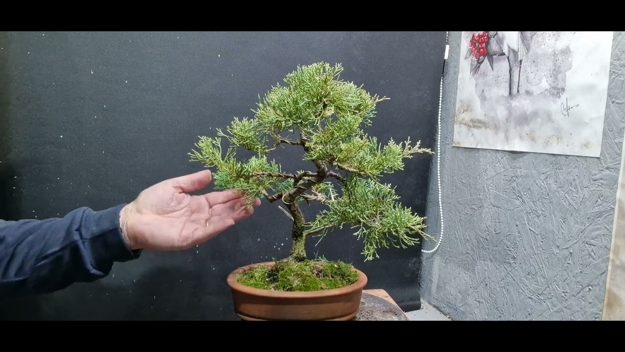 pruning a Juniper - YouTube