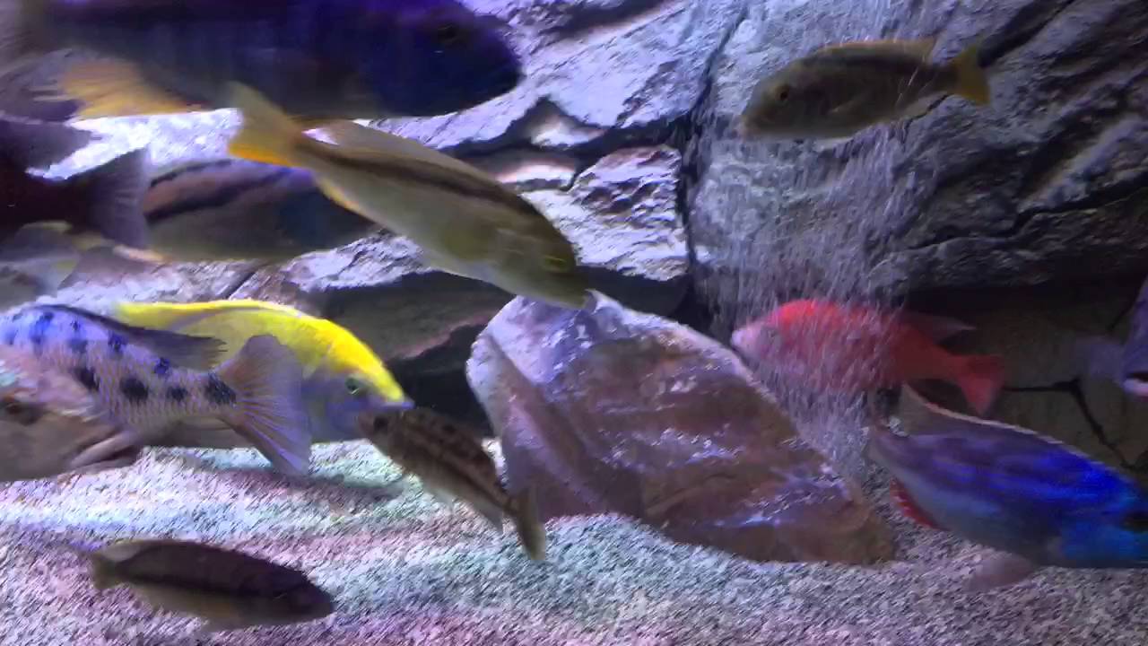 New Custom Aqua Decor 3d Background - YouTube