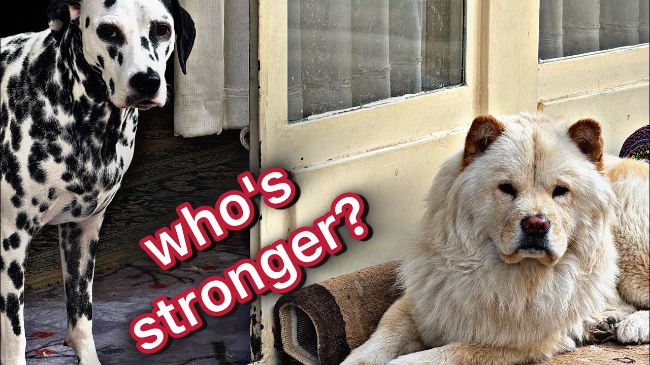 Who do you think would win? - YouTube