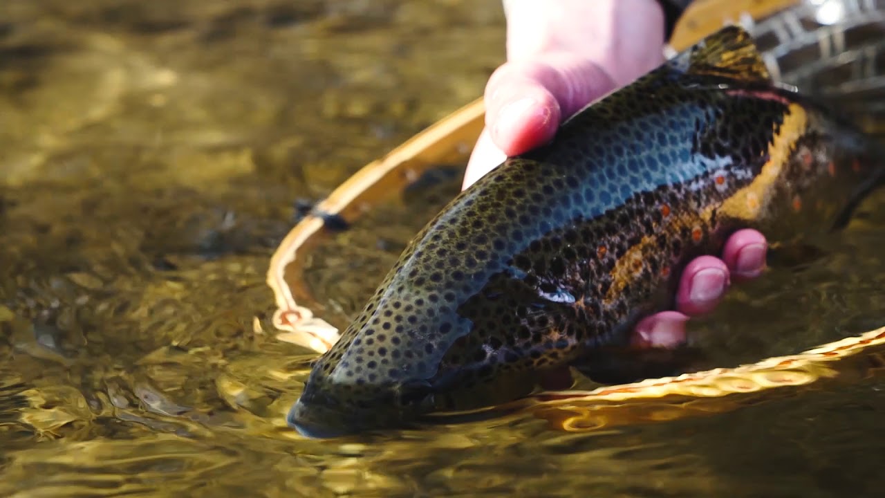 Fly Fishing in Poland Dunajec River fishing - YouTube