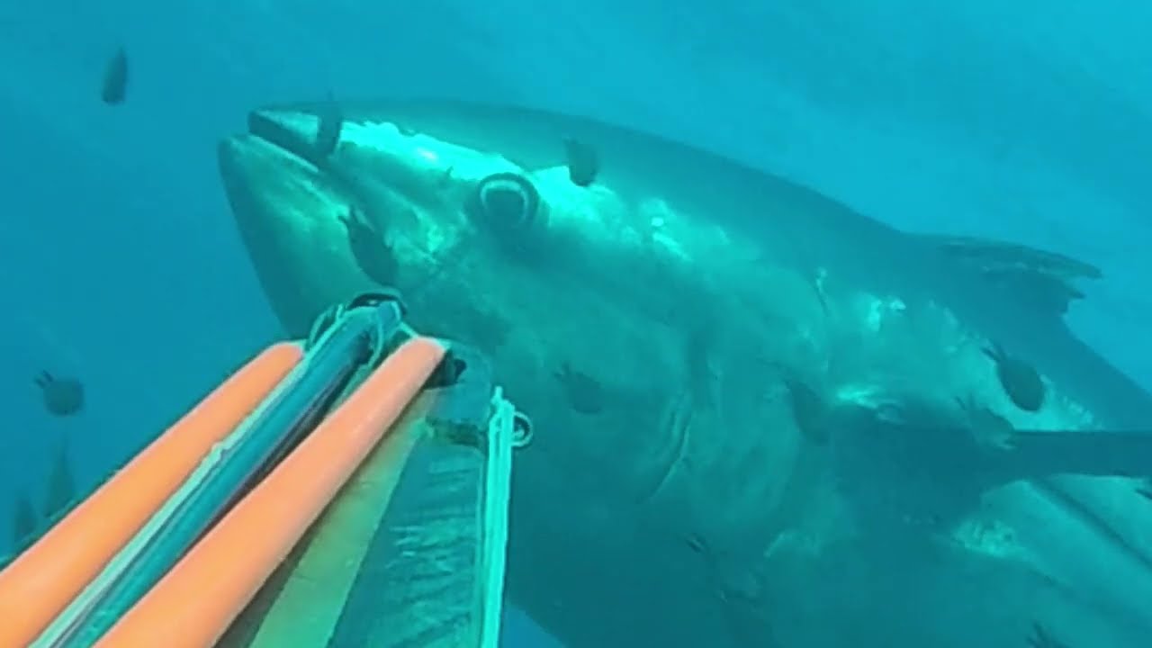 KING TUNA 200KG!! TONNO GIGANTE ALL'ASPETTO! SHOCK! - YouTube