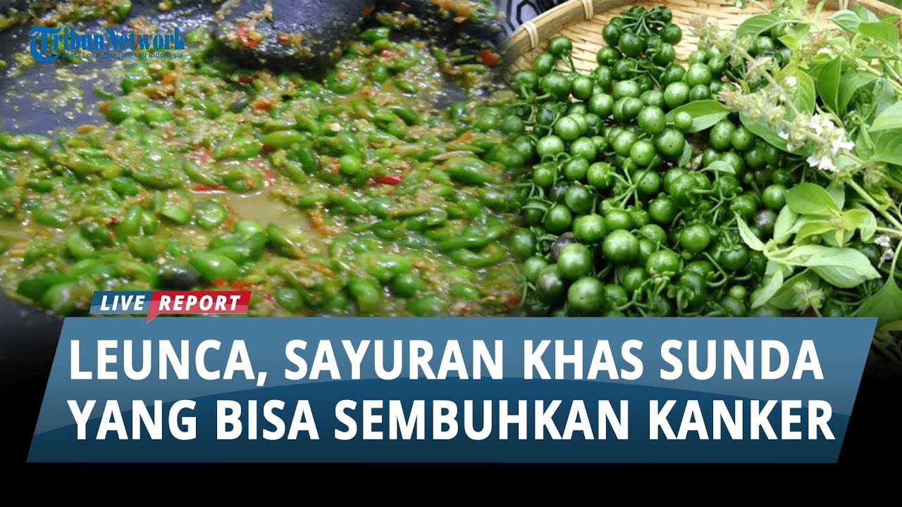 Bukan Cuma Sekedar Lalapan Makanan Khas Sunda, Leunca Ternyata Bisa ...