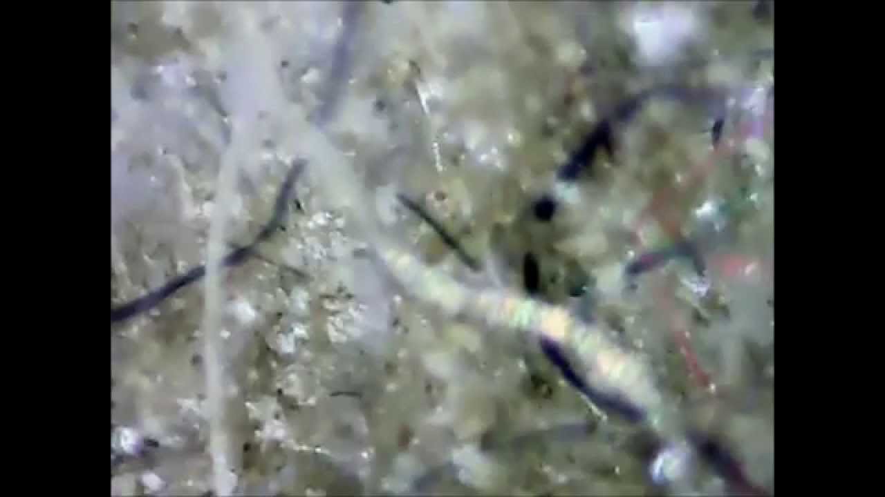 Dusty Spider Web Under a Microscope - YouTube