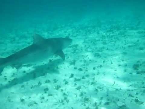 tiger shark in shallow South Caicos waters - YouTube
