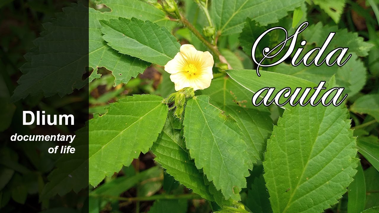 Spinyhead sida (Sida acuta) - part 2 - YouTube