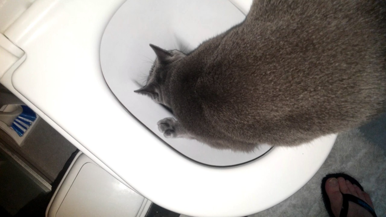 Cat Drink from Toilet and check plumbing - YouTube