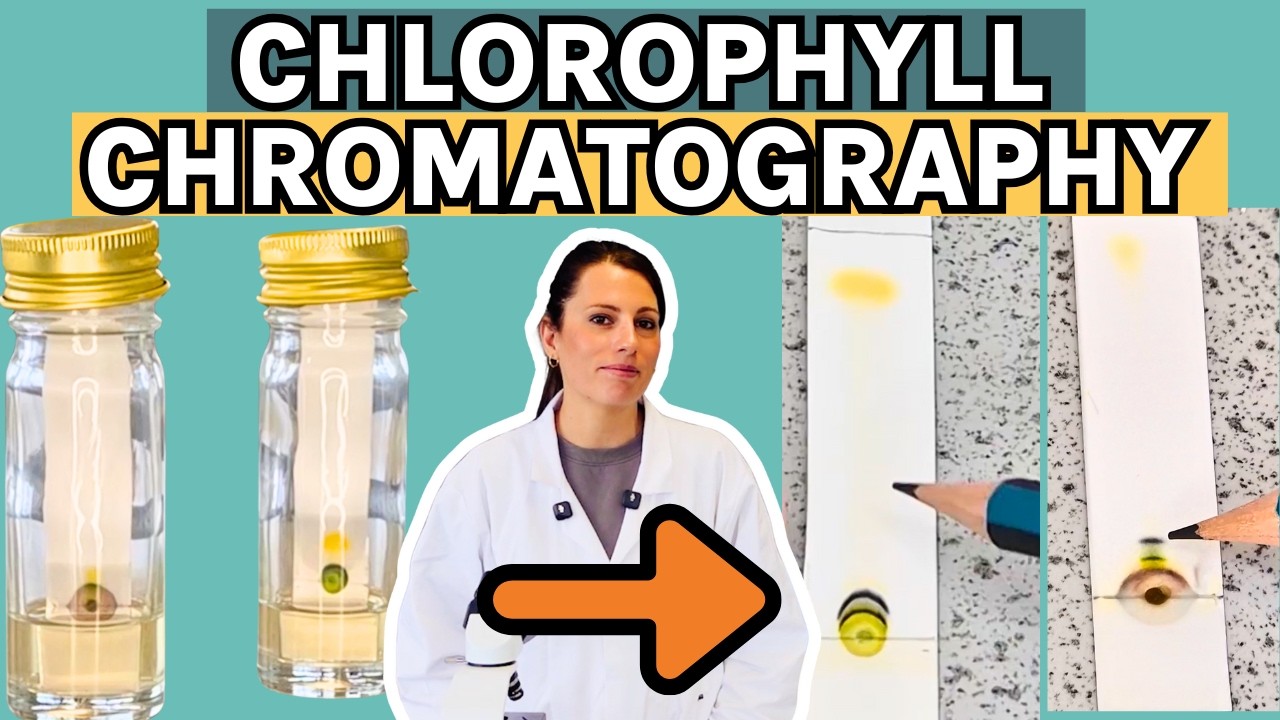 A-Level Biology Required Practical 7 | Chromatography Separating ...
