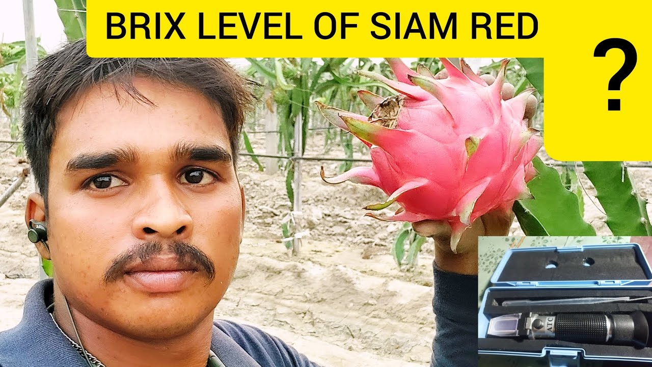 #33.BRIX % लेवल ऑफ़ SIAM RED ड्रैगन फ्रूट वेरिटी || Mitas kya h ? || @DESERTRDF - YouTube