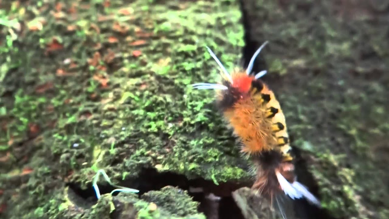 gusano azotador - YouTube