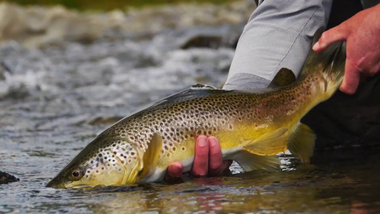 ORVIS -- How to Catch Trout in Shallow-Water Undercuts - YouTube
