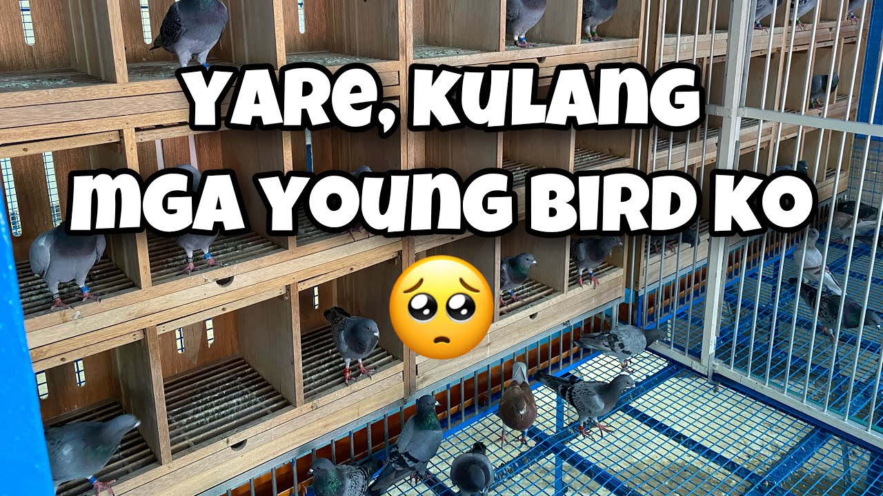 NADAGIT ISANG YOUNG BIRD KO |Reggie Cruz Loft & Aviary # ...