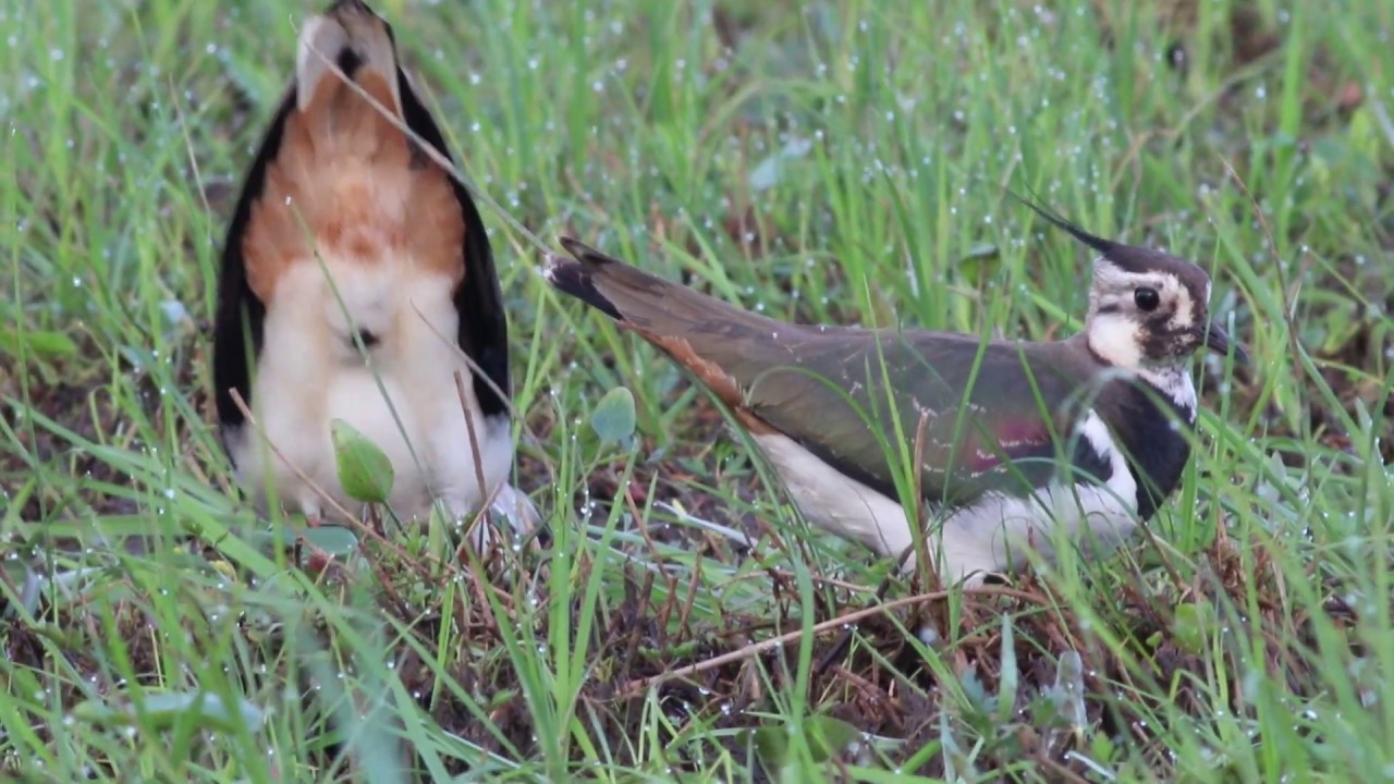 Czajka- zachowania godowe ( Vanellus vanellus) Lapwing mating Poland ...