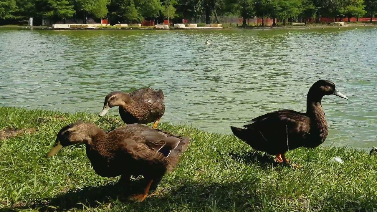 Muscovy, Pekin, and Rouen Ducks; Chinese Goose - YouTube