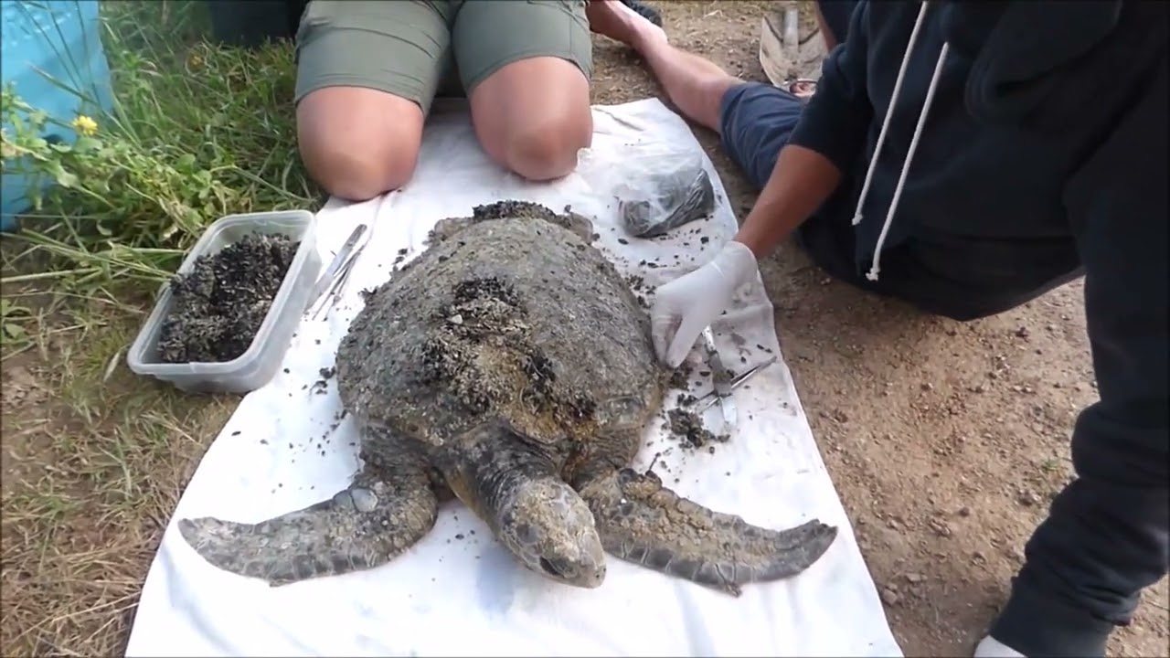 Karumbé - Rescue Sea Turtle Removing Mussels from a Green Turtle in ...