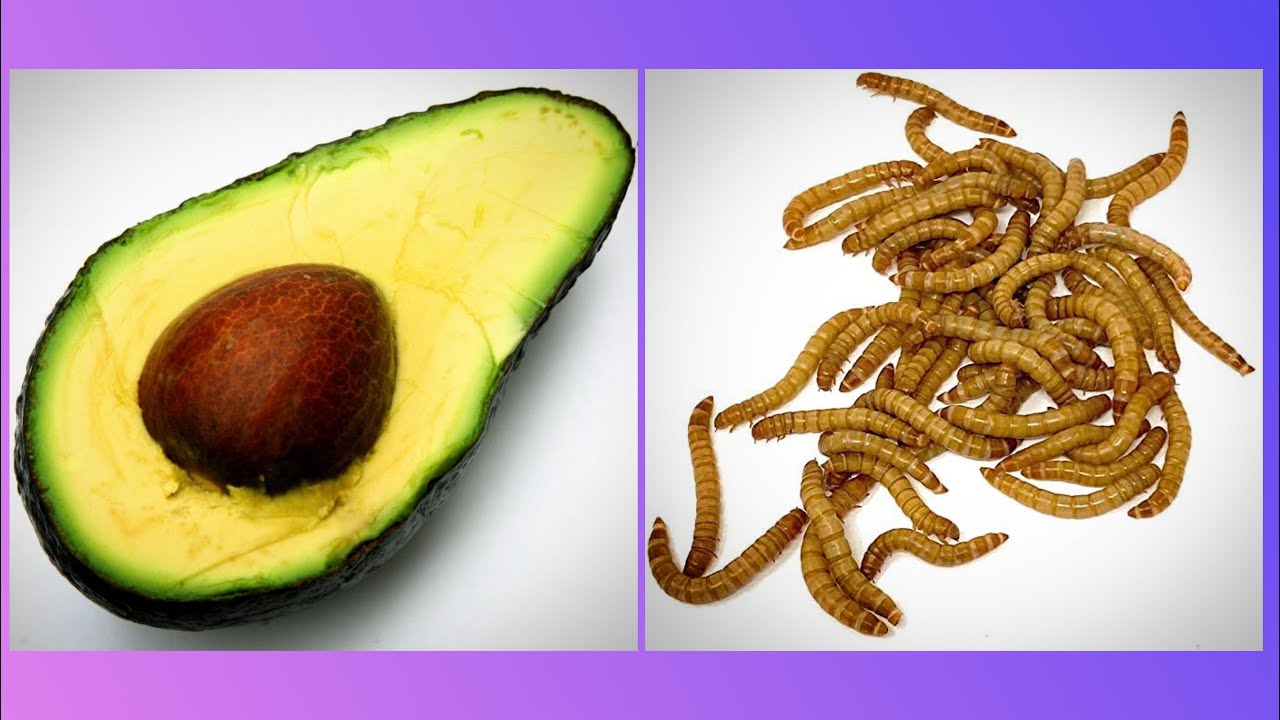 1000 MealWorms VS Avocado (24h Time-lapse) 4 - YouTube