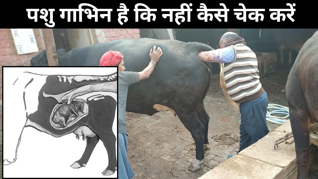 how to check animal PD || cow and buffalo ki pregnancy check kaise kare ...
