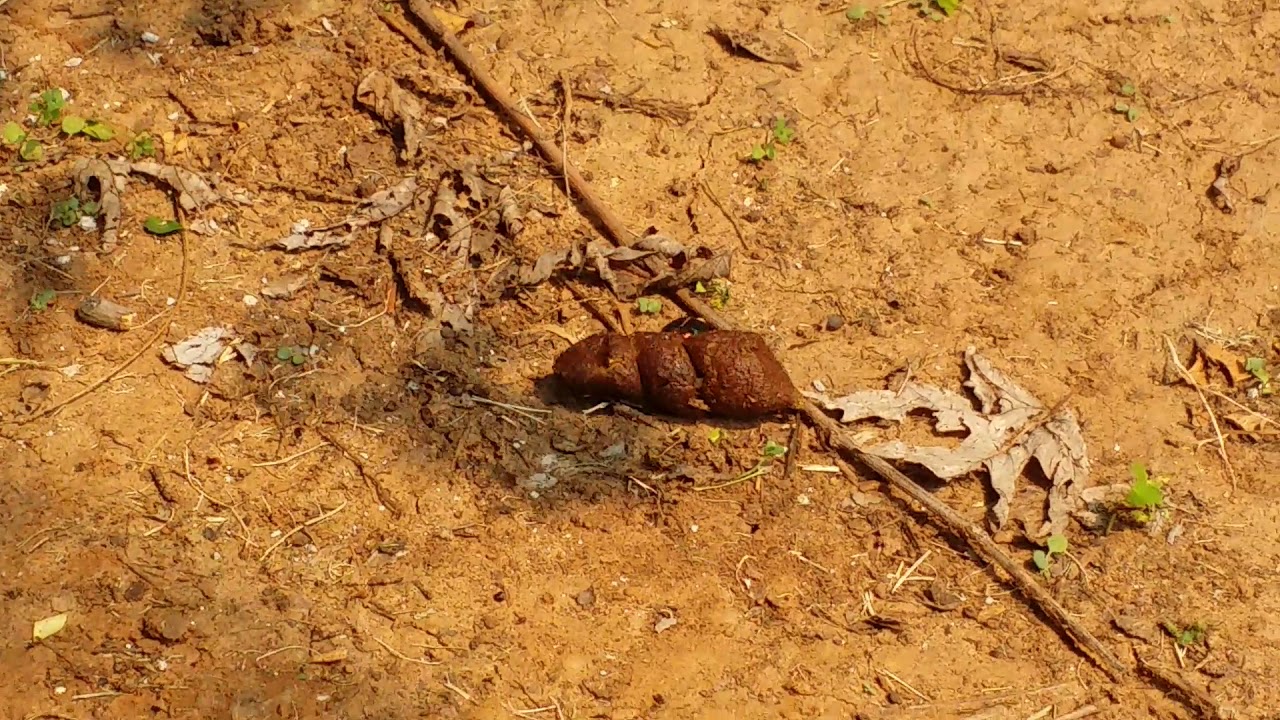 Beetle pushing a turd! Shit pushing! - YouTube