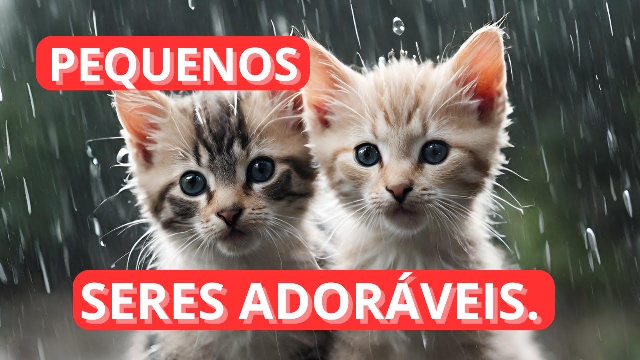 Gatos - Para Sempre, Gatinhos - Gatinhos na Ribalta. - YouTube