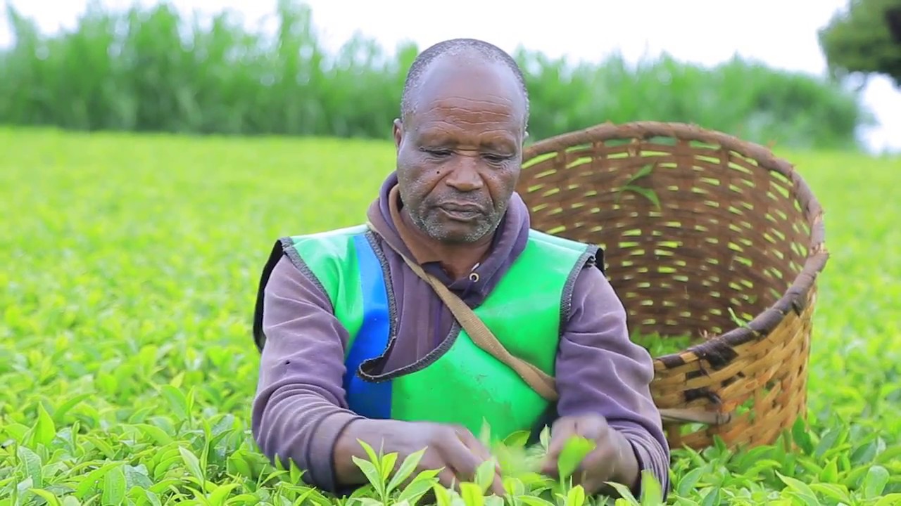 How KTDA is transforming farmers' lives - YouTube