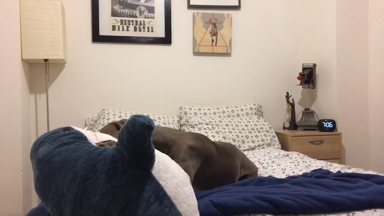 Weimaraner Shark Attack - YouTube