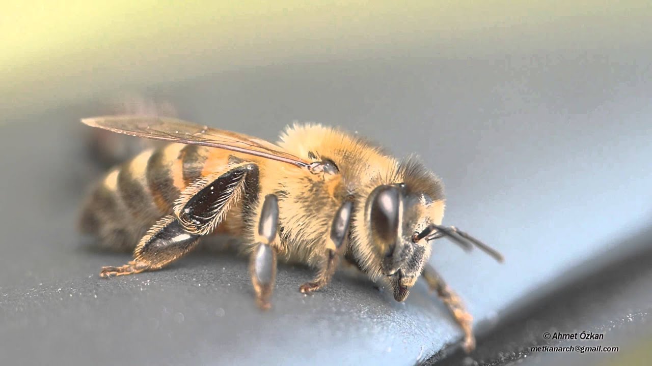 Kung-fu Honey Bee - YouTube