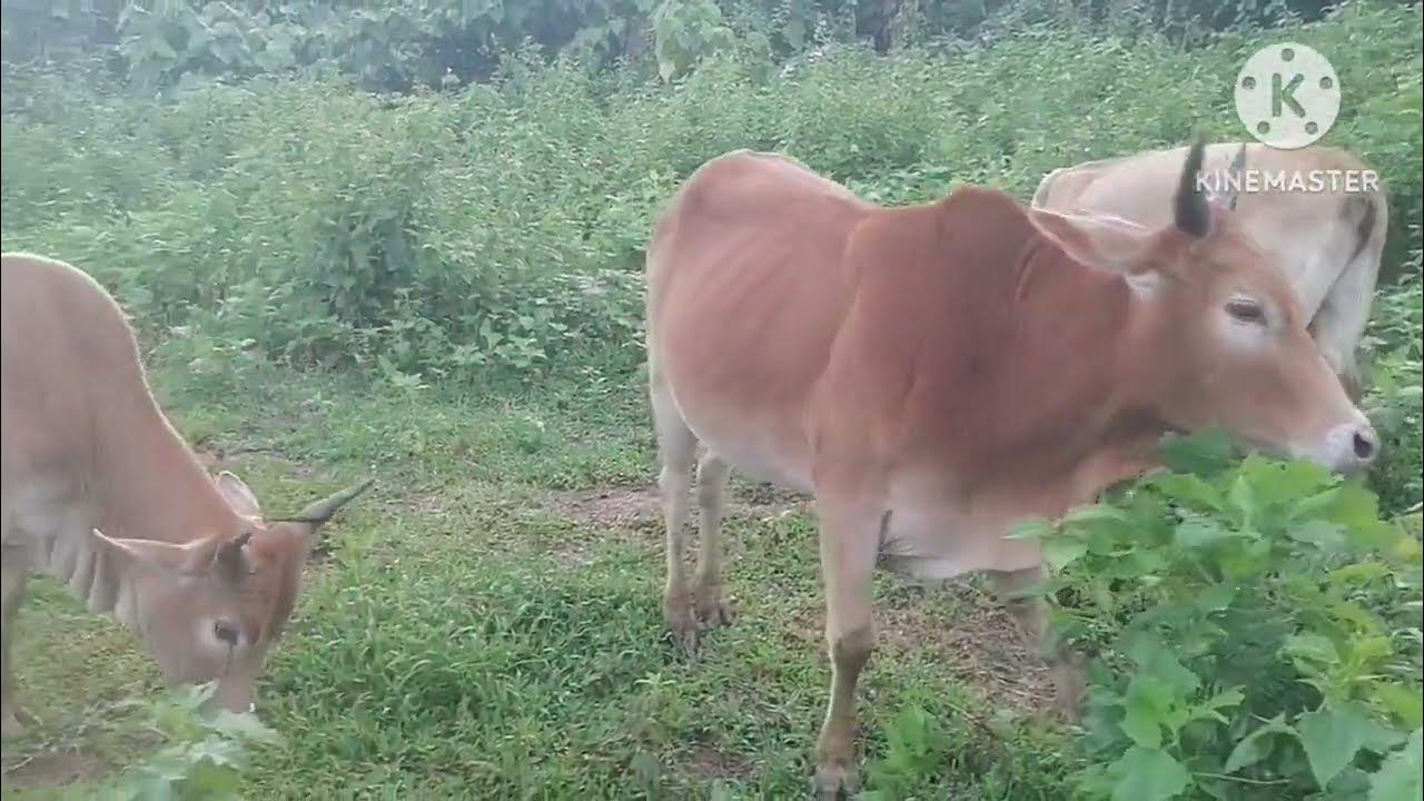 Rov saib nyuj dua - YouTube