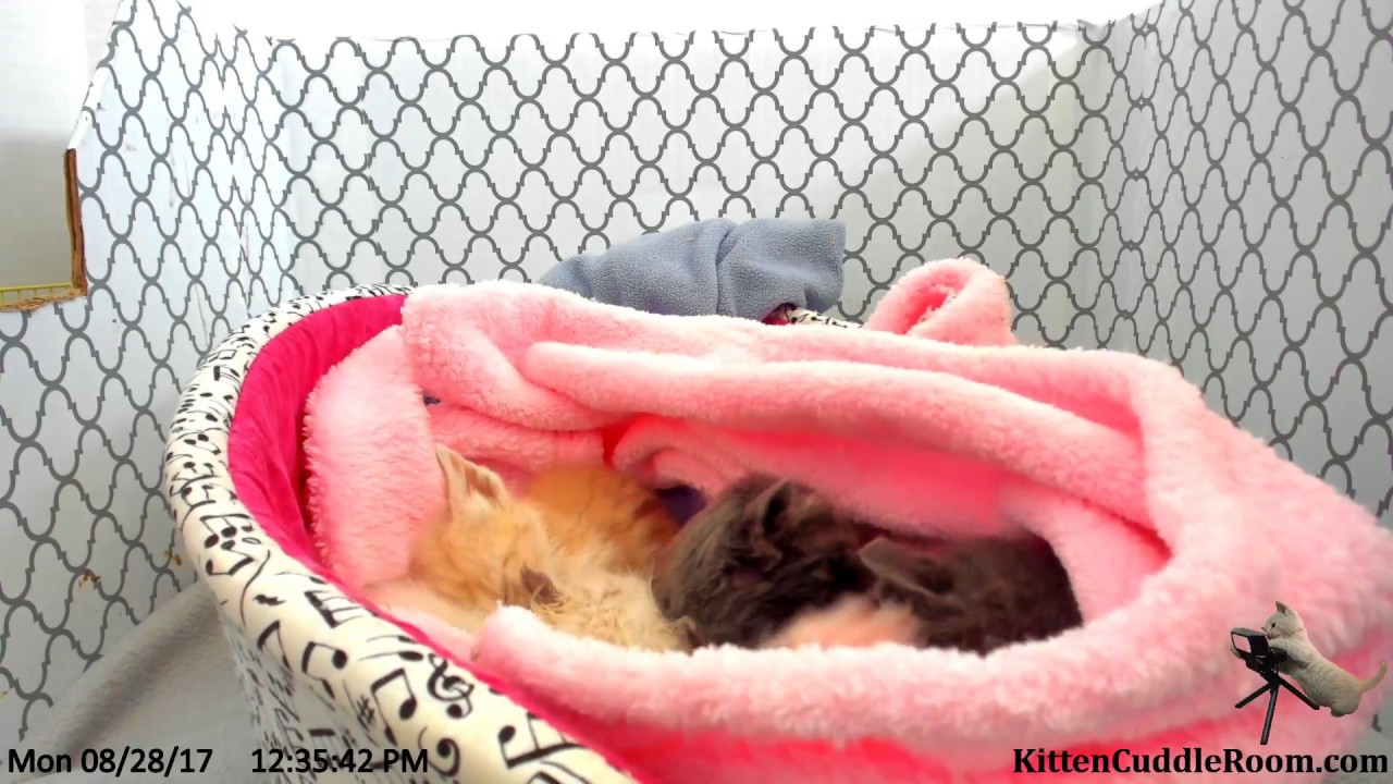 Cute Kittens just got a bath! - Kitten Cuddle Room - Adorable Foster ...