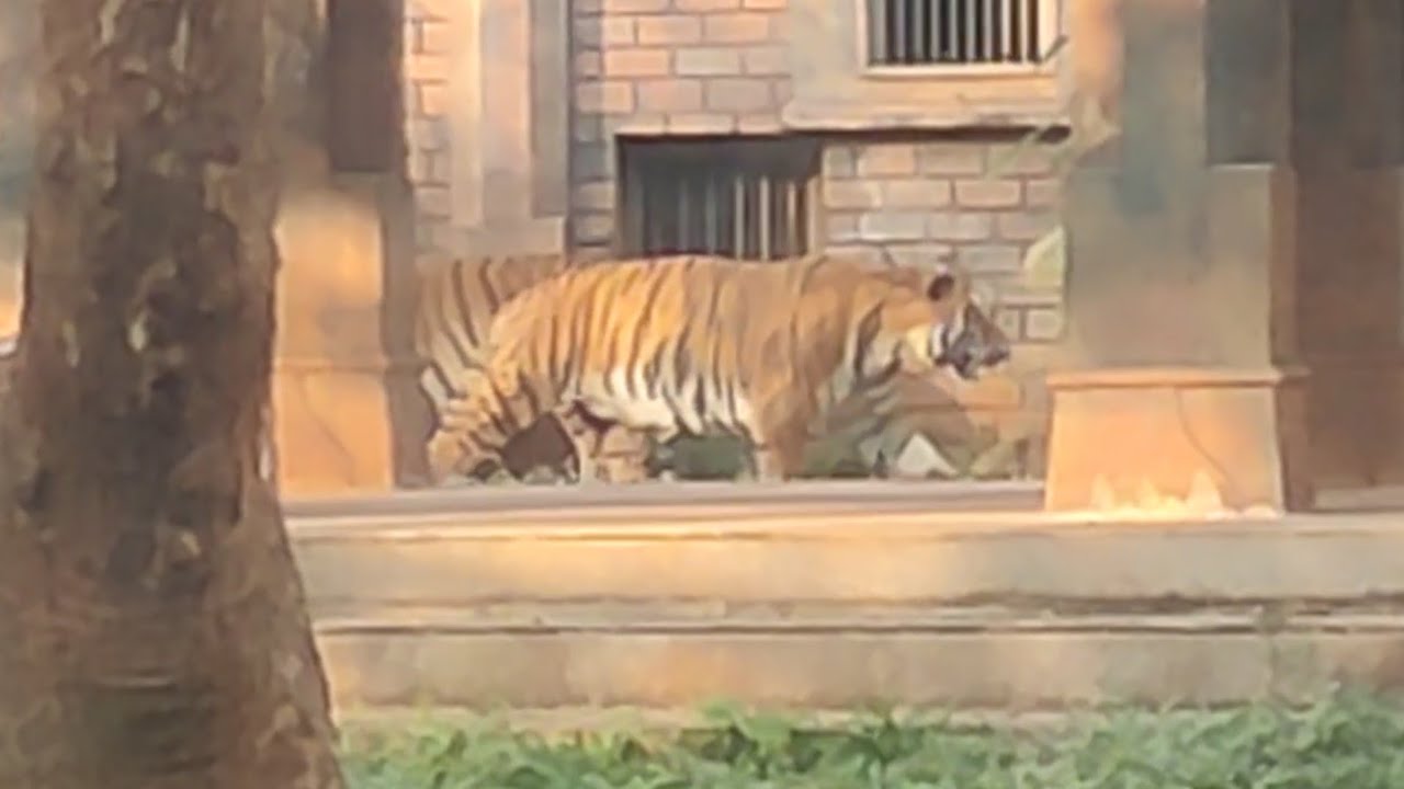 Tiger | Indian Tiger | Tiger Walking at Mumbai Zoo | Free to use Video ...