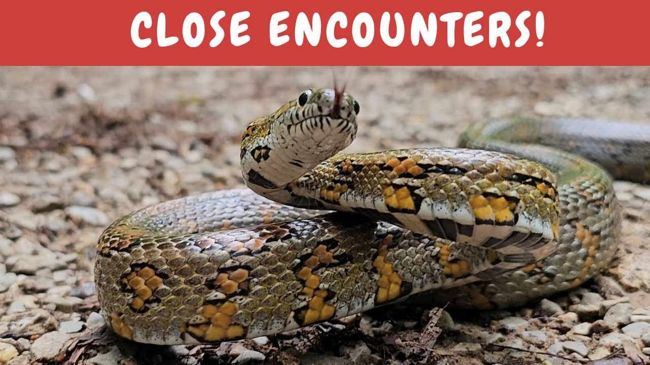 The grand-kiddo's and I come face to face with a Red Corn Snake on a ...