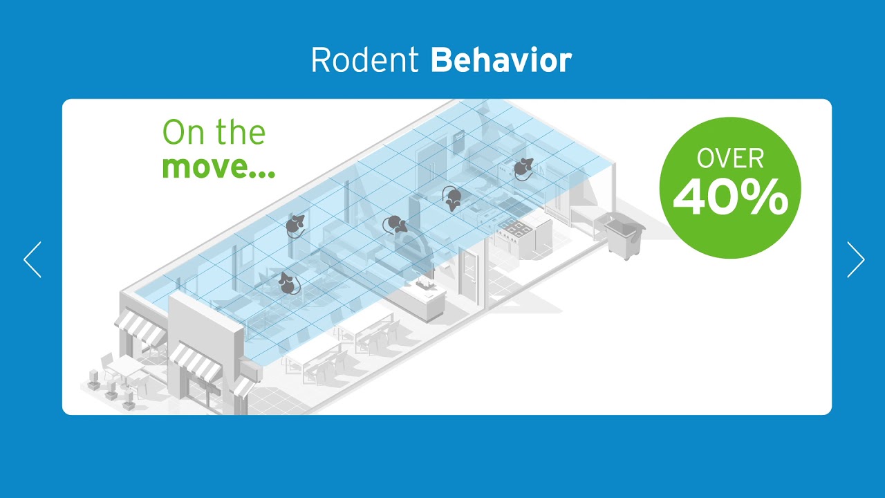 Rodent Ceiling Service Video - YouTube