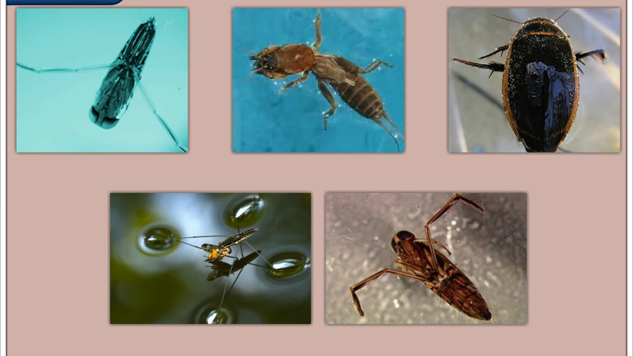 General Features of Insects | Types of Insects | Environmental Studies ...