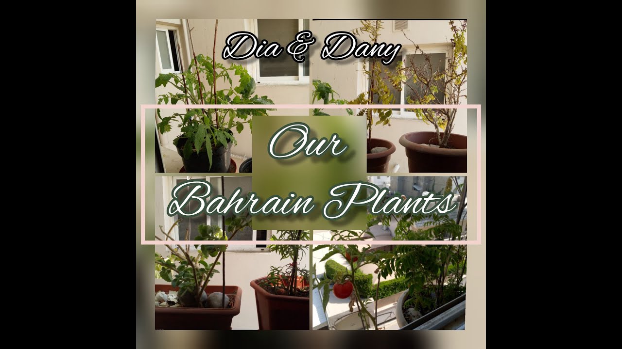 Our Bahrain Plants-At Home☺ - YouTube
