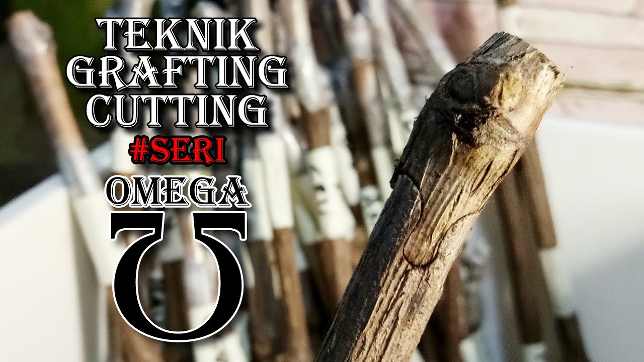Grafting Grapevine Cutting | OMEGA CUT GRAFTING TOOL - YouTube
