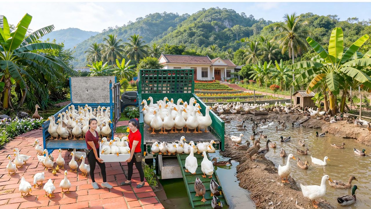 Transporting Many Ducks from Ly Phuc Vy's Farm to Market SELL | Đào ...
